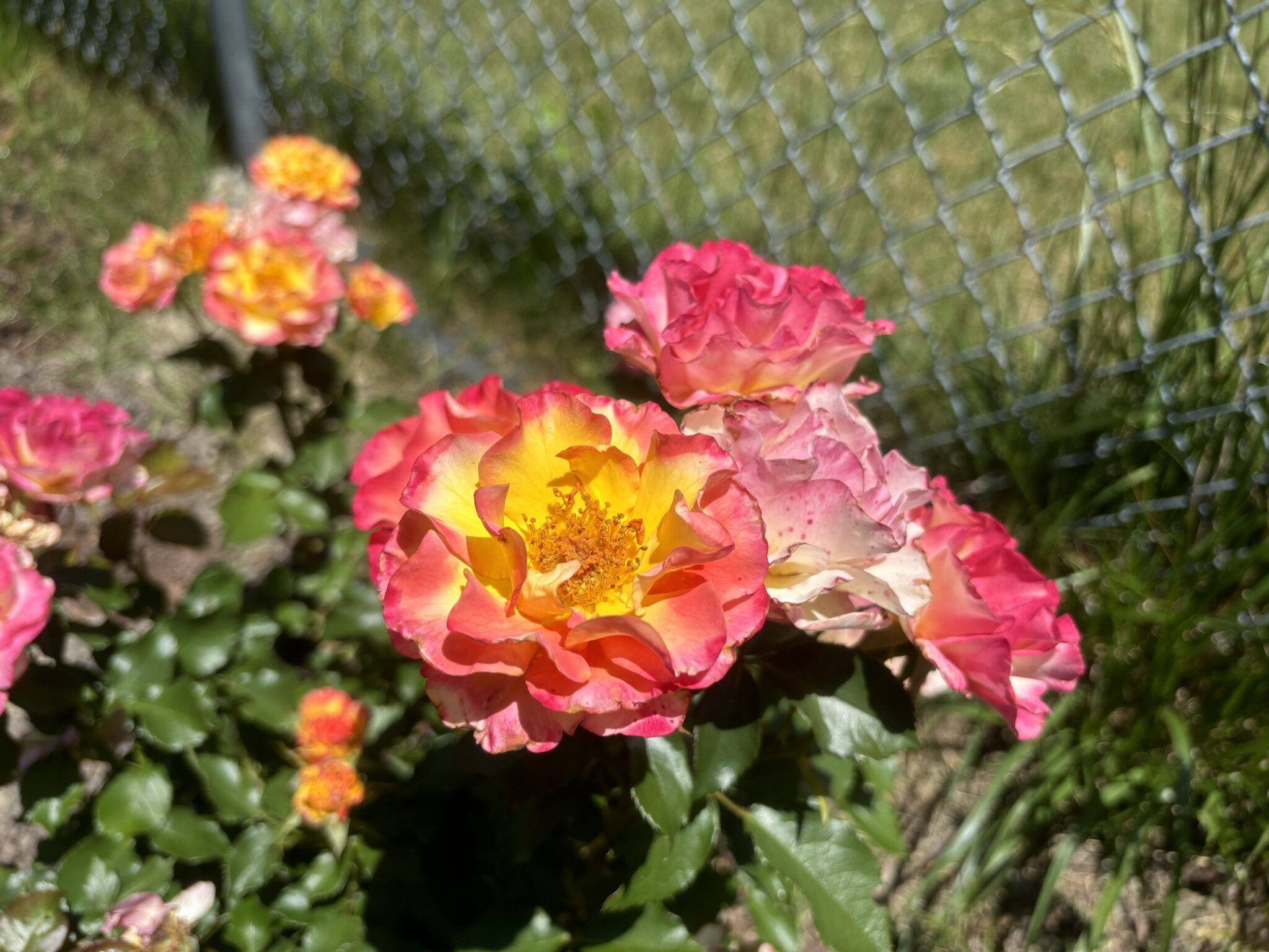 Simply Norma – Living Simply